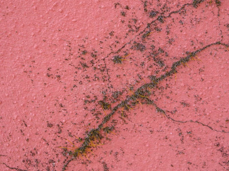 Red Plaster Damaged by Mold Stock Image - Image of flora, close: 57145617
