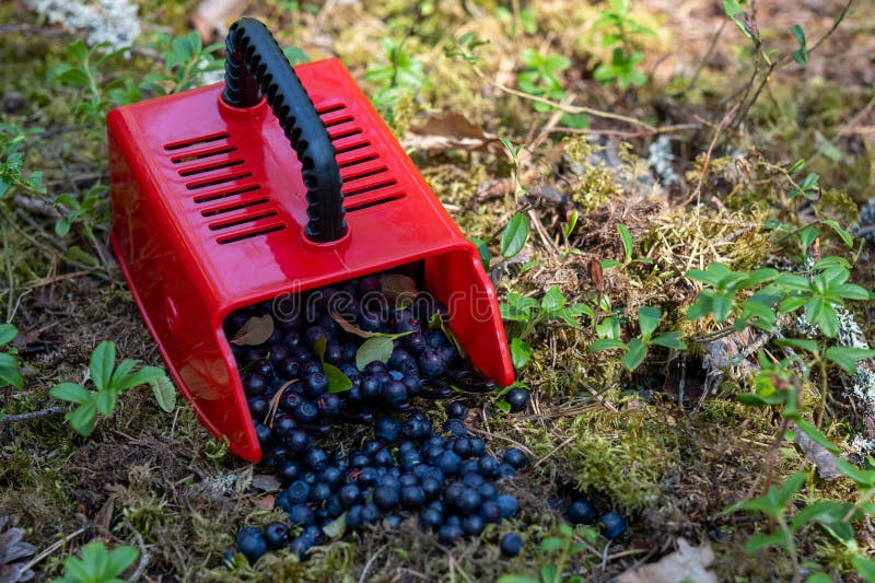 Red Plastic Berry Picking Tool with Blueberries in a Swedish Forest ...