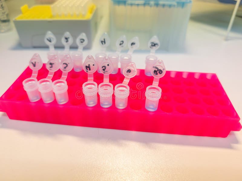 Red Plastic Rack with Eppendorf Test Tubes in a Laboratory Setting ...