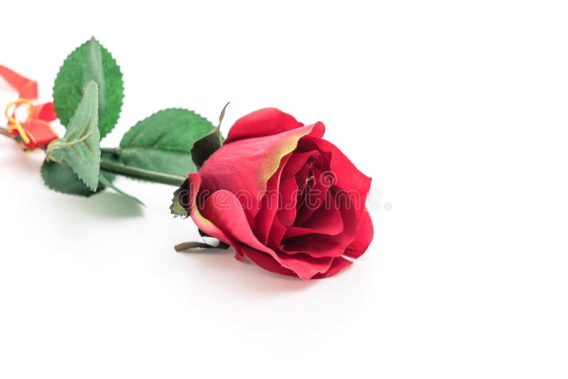 220 Single Red Rose Plastic Stock Photos - Free & Royalty-Free Stock ...