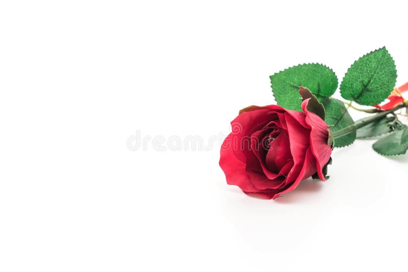 220 Single Red Rose Plastic Stock Photos - Free & Royalty-Free Stock ...