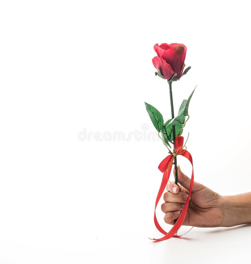220 Single Red Rose Plastic Stock Photos - Free & Royalty-Free Stock ...