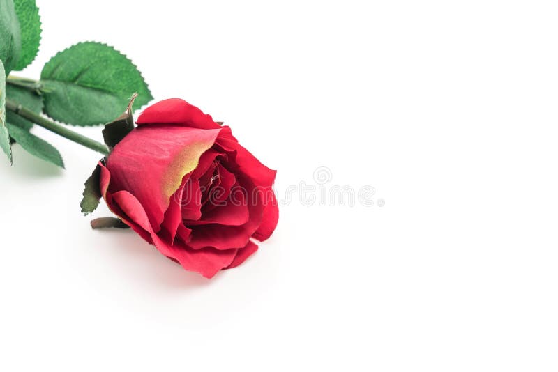 220 Single Red Rose Plastic Stock Photos - Free & Royalty-Free Stock ...