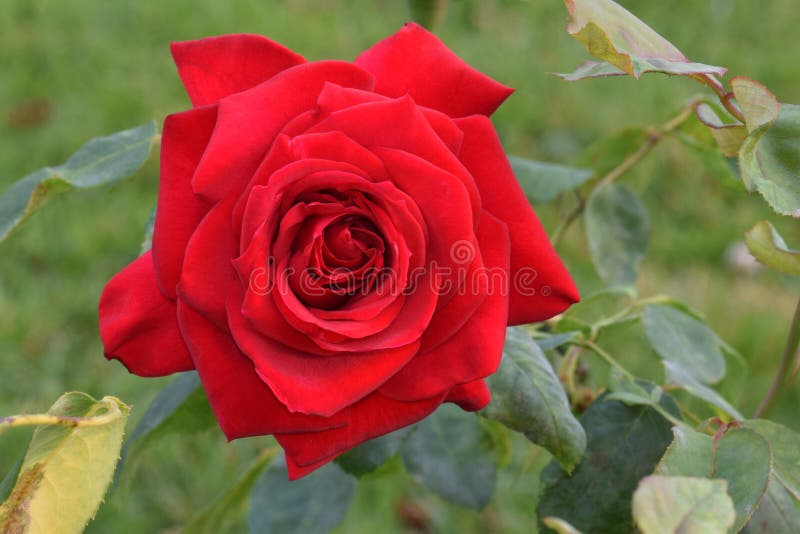 Red Platinum Rose Mandala 04 Stock Photo - Image of blossom, shrub ...