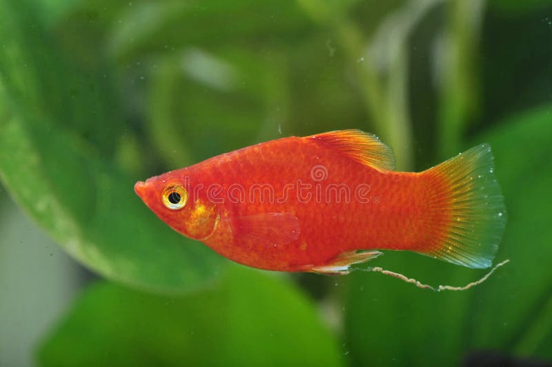 A Red Platy stock photo. Image of prey, hunt, platy, nature - 36251020