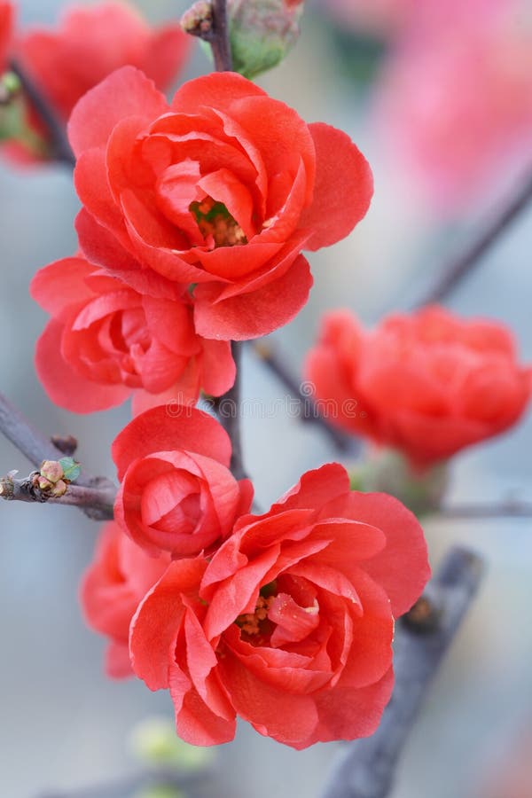 Red plum blossom stock image. Image of plum, bloom, garden - 23057179