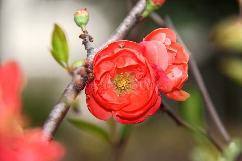 Red plum blossom stock image. Image of blossoms, cherry - 25266549