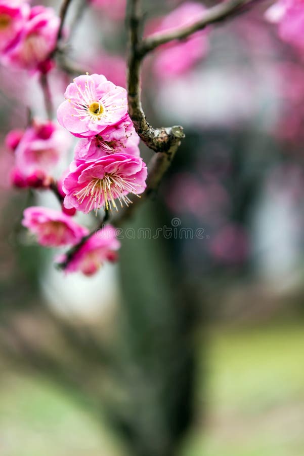 Red plum blossom stock image. Image of petal, flower - 276557355
