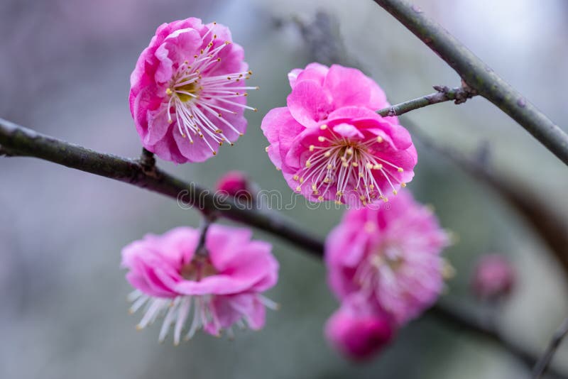 Plum blossom stock image. Image of plant, bloom, color - 12737933