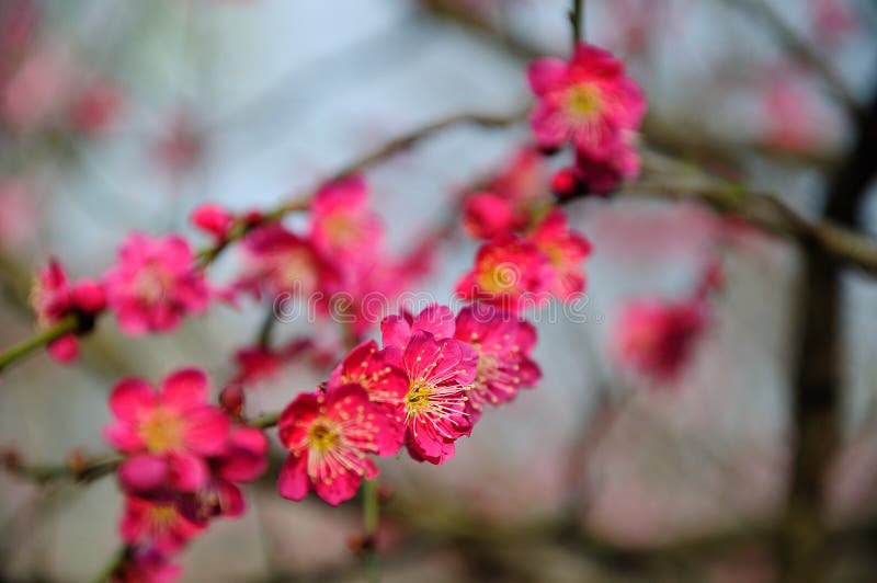 Red plum blossom stock photo. Image of colorful, nature - 38779118