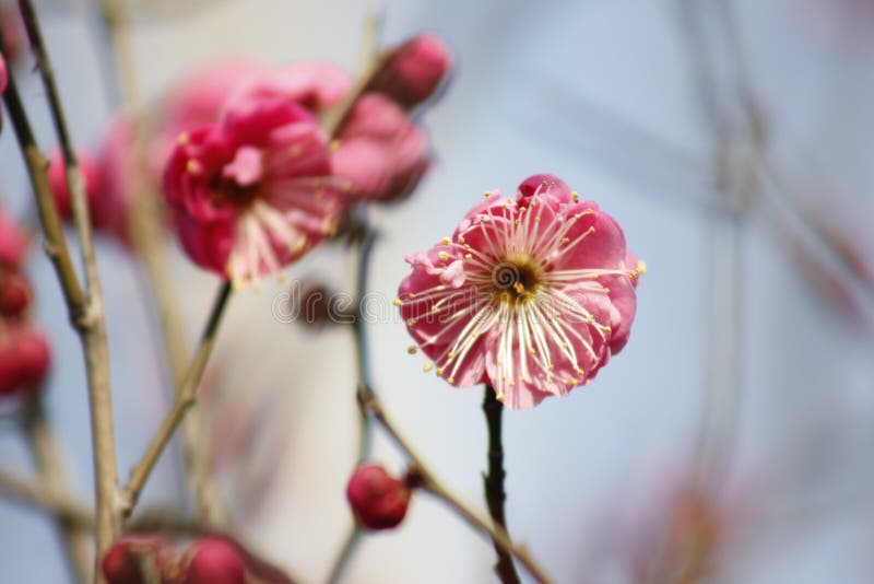 Red Plum Blossoming in the Sunny Day on a Winter Day Stock Image ...