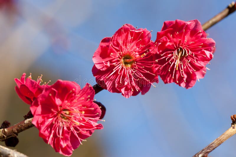 Red plum blossoms stock photo. Image of botany, botanical - 29588478