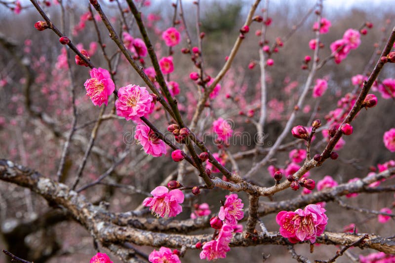 Red Plum Blossoms Blooming in the Forest in Early Spring. Stock Photo ...