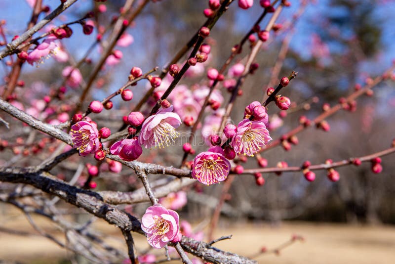 Red Plum Blossoms Blooming in the Forest in Early Spring. Stock Image ...