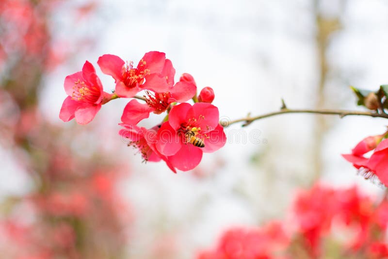 Red Plum blossoms stock photo. Image of oriental, blooming - 30566854