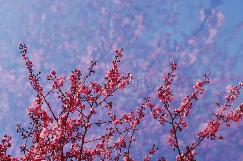 Red plum blossoms stock image. Image of clusters, decorative - 63682705