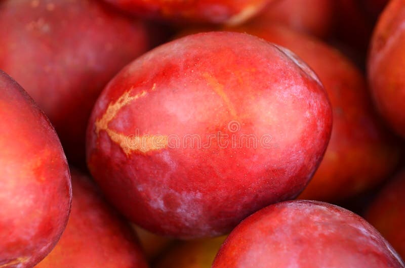 Red plum, close up, DOF stock photo. Image of nature - 48950670