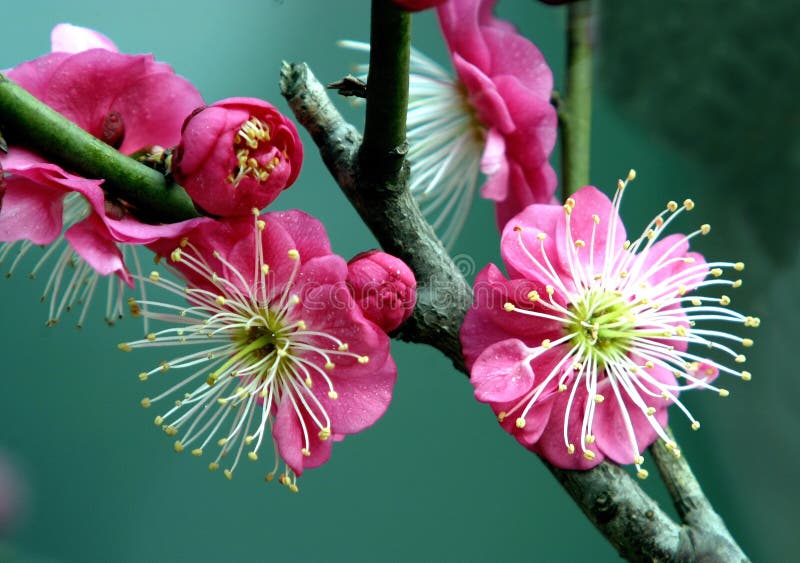 Red Plum flower stock image. Image of orchard, macro - 10847103