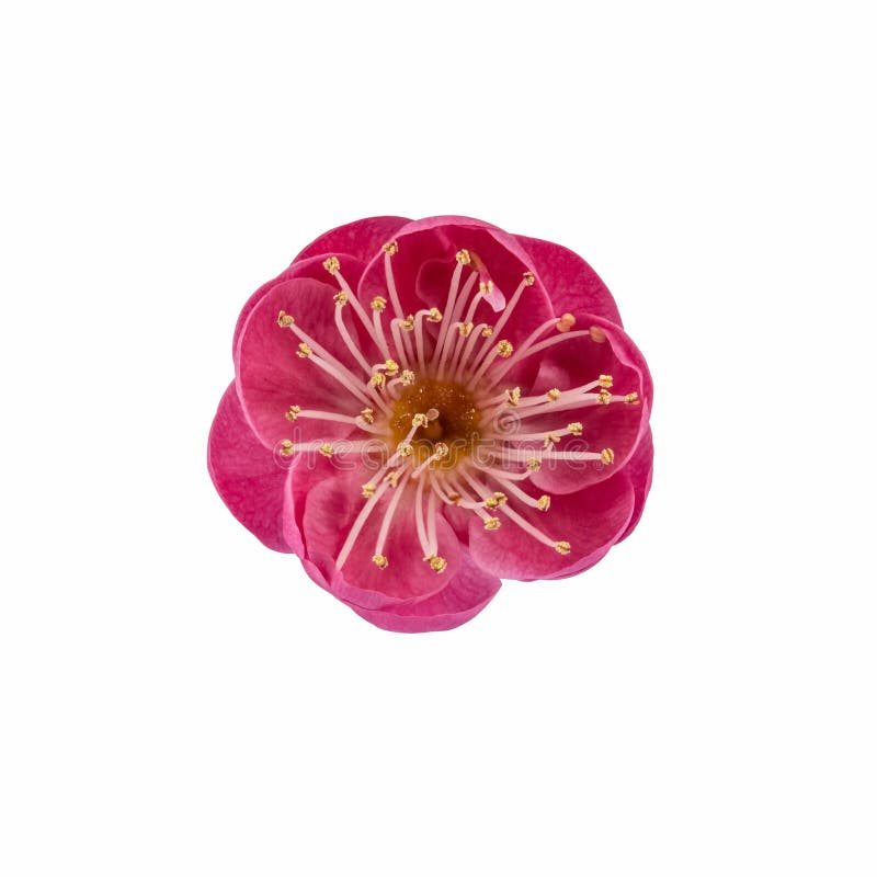 Red plum flower isolated stock image. Image of blooming - 242658523