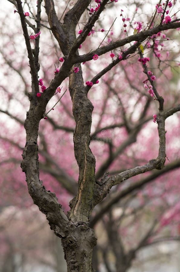 Red plum flower stock photo. Image of grows, grow, beautiful - 37464514