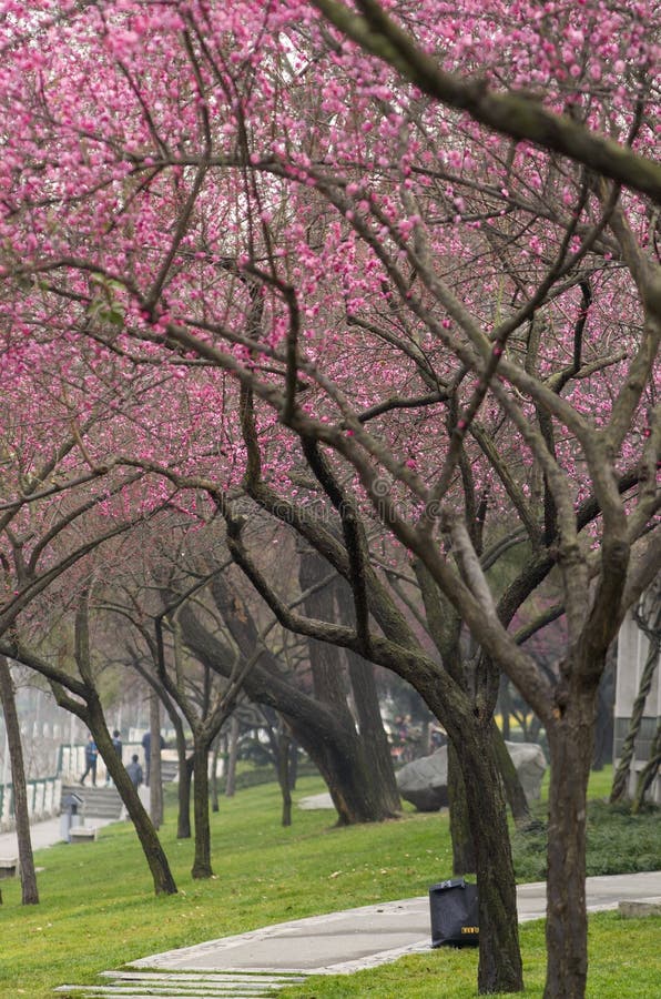 Red plum flower stock photo. Image of detail, color, beautiful - 37464874