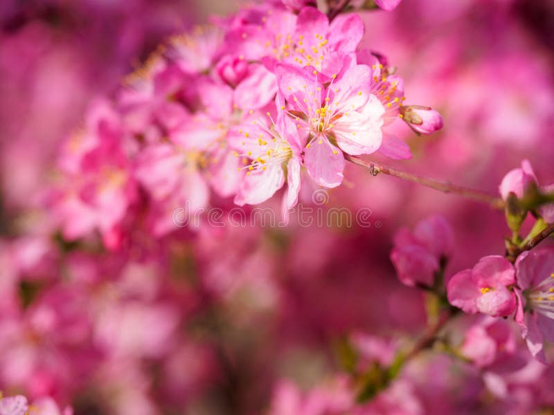 Red Plum Flowers with Blur Background Stock Image - Image of pollen ...