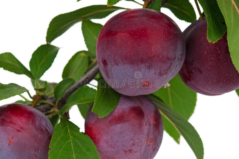 Red plum stock photo. Image of dessert, healthcare, beautiful - 31201362