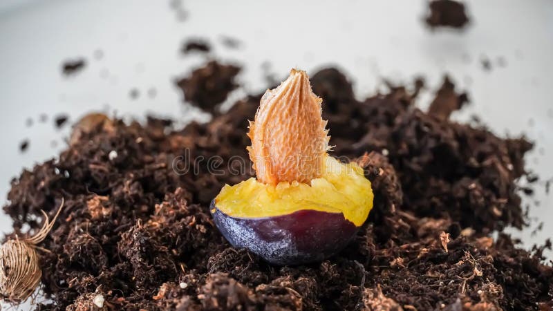 470 Soil Based Farming Stock Photos - Free & Royalty-Free Stock Photos ...