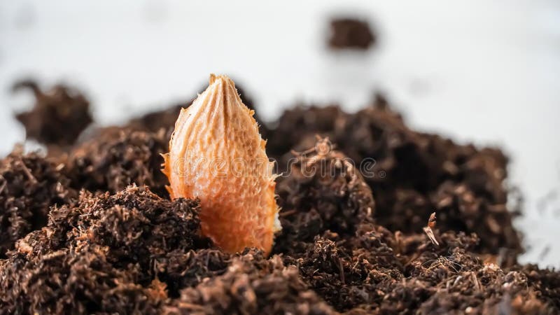 470 Soil Based Farming Stock Photos - Free & Royalty-Free Stock Photos ...