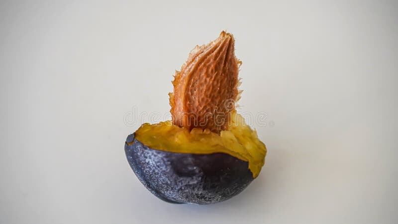 1,034 Plum Kernel Stock Photos - Free & Royalty-Free Stock Photos from ...