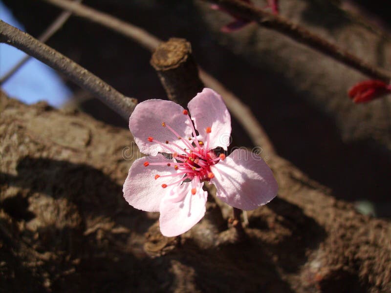 Red Plum tree pink blossom stock photo. Image of branch - 193609622