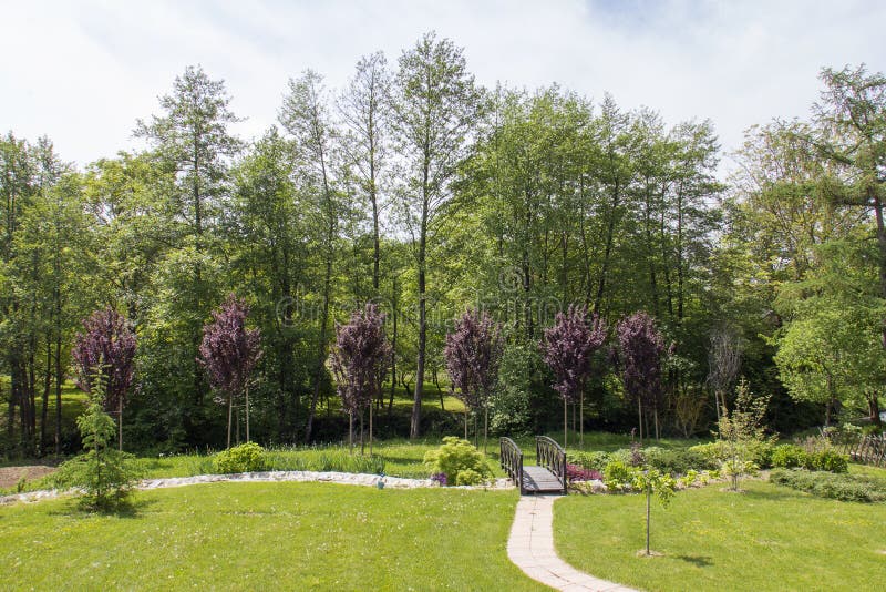 Red Plum Trees beside a Brook and Little Wooden Bridge Editorial Stock ...
