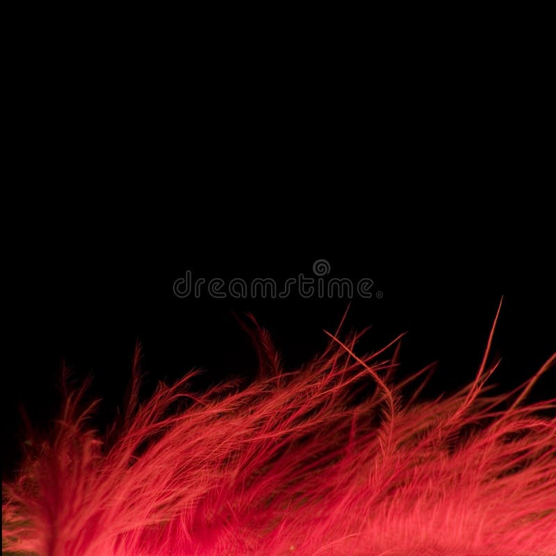 Red plume stock image. Image of macro, close, plume, soft - 5515349