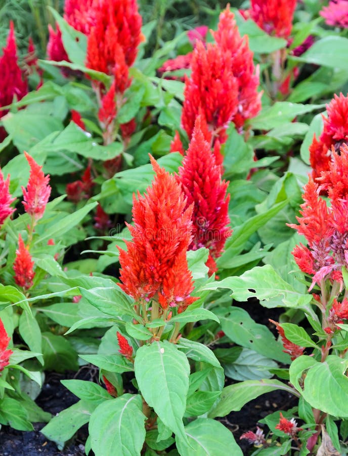 Red Plumed Cockscomb Flower Stock Image - Image of plant, nature: 45819989