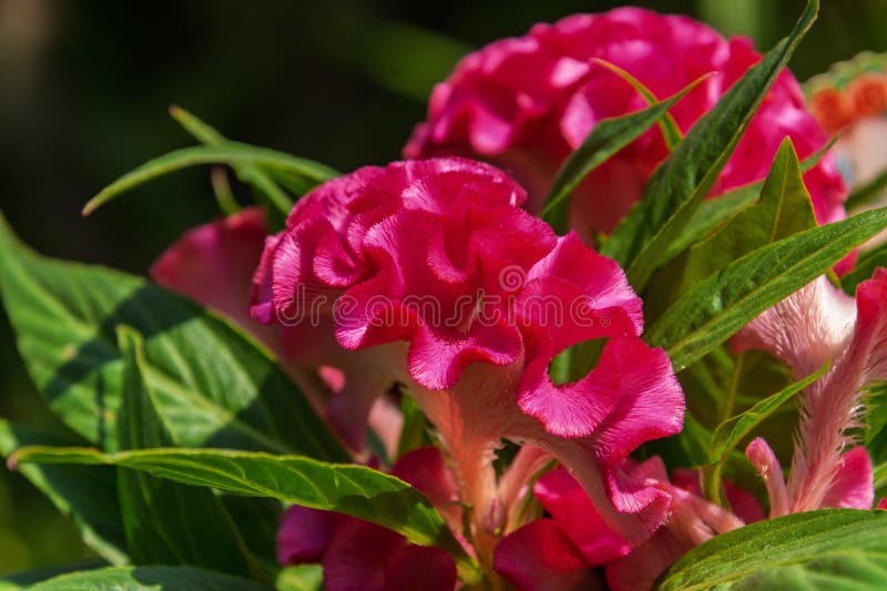 Red Plumed Cockscomb Flower Stock Image - Image of plant, celosia ...