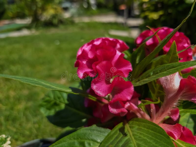 Red Plumed Cockscomb Flower Stock Photo - Image of cockscomb, argentea ...