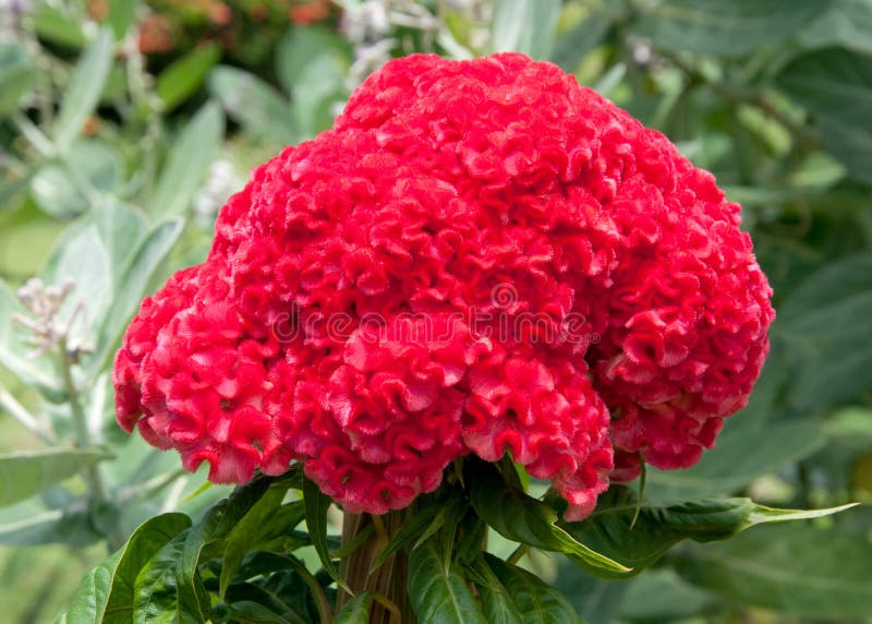 Tree in Cockscomb Basin Wildlife Sanctuary, Beliz Stock Image - Image ...