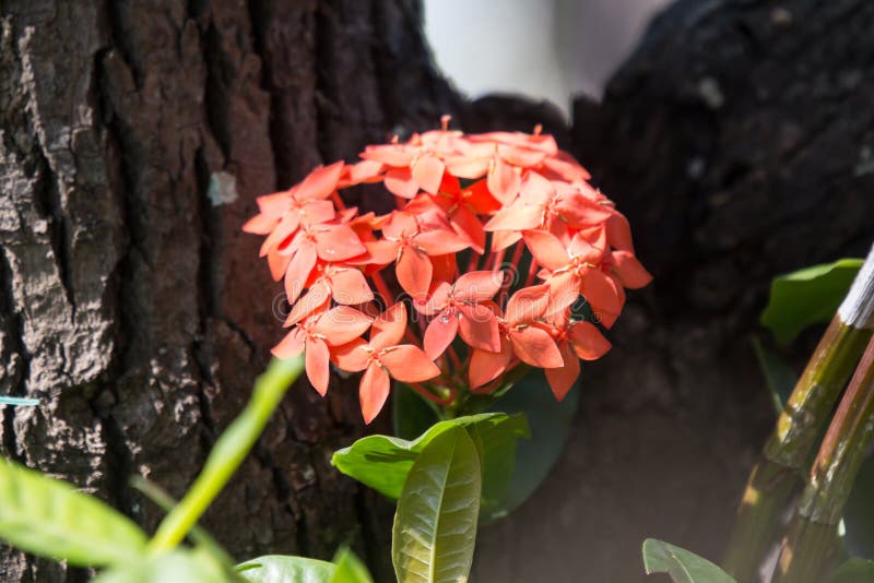 Red Plumeria flower stock image. Image of garden, dragonfly - 132808375