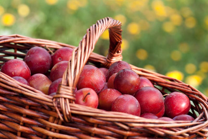Red plums stock image. Image of shop, gardening, shopping - 38234967