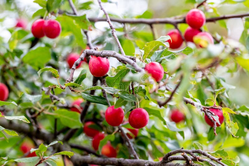 Red Plums, Cherry Plums, on a Tree. Plum Harvest Stock Photo - Image of ...