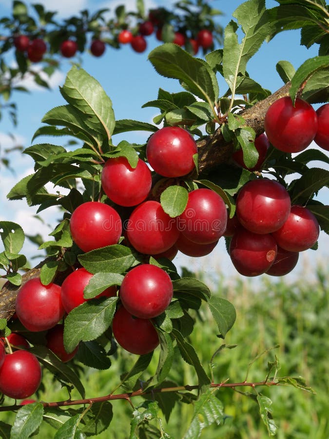Red plums on tree stock image. Image of branch, tree - 10953687