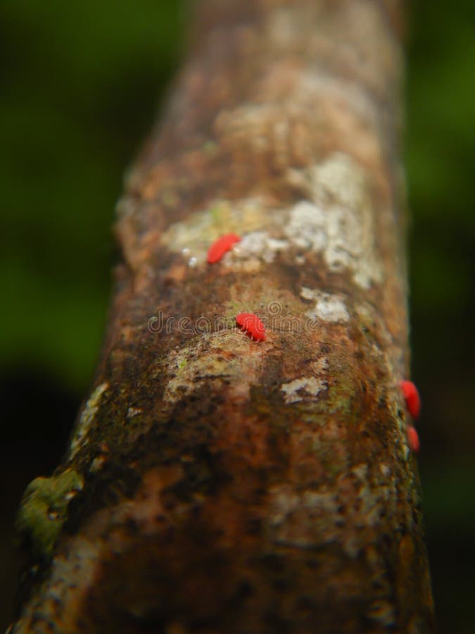 Red Poduromorph Springtail, Neanuridae on a Stick, Selective Focus ...