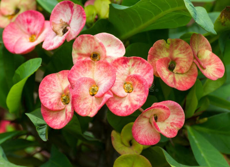 Red Poi Sian flowers stock image. Image of plant, flowers - 29066241