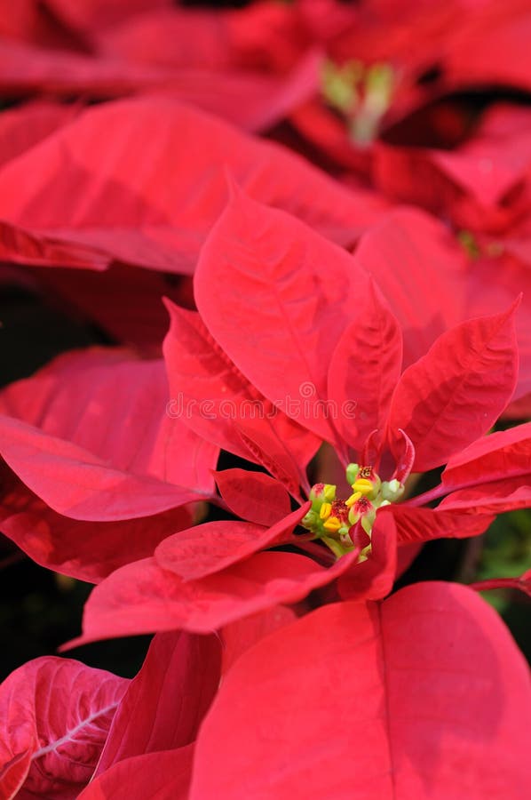 Red Poinsettia Flowers Closeup Stock Image - Image of season, tradition ...