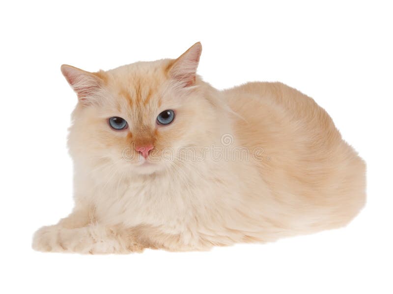 Red Point Ragdoll