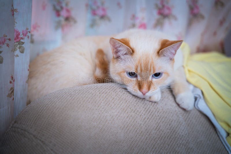 Red Point Domestic Cat Thai Siamese Portrait Stock Image - Image of ...
