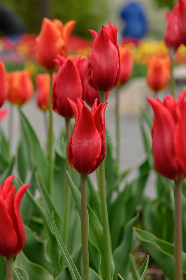 Red Pointy Tulips Bloom in Spring Stock Image - Image of plant, pointed ...