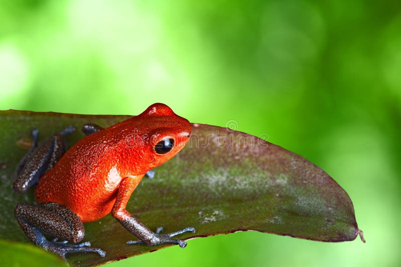 Red Poison Dart Frogs