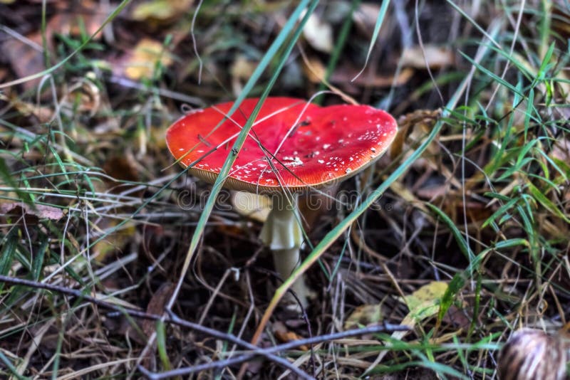 Red poison mushroom stock photo. Image of green, moss - 77853084