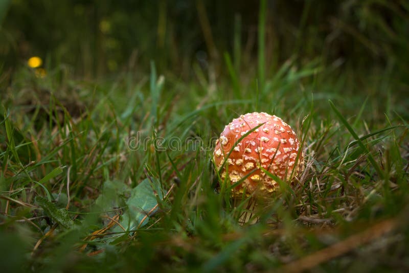 Red Toadstool in Meadow stock photo. Image of forest - 113794046
